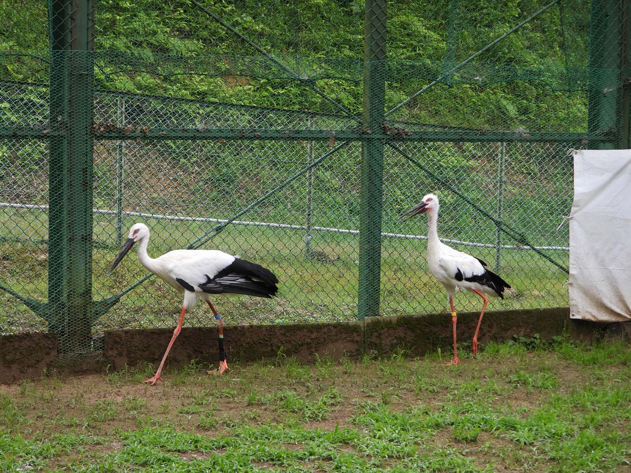 国内最高齢の飼育コウノトリ（J047メスBペア）の死亡について | 兵庫県立コウノトリの郷公園